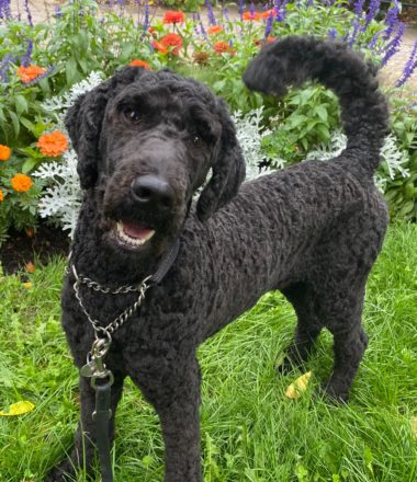 Interested in Giving a Dog a New Home? - Lions Foundation of Canada Dog ...