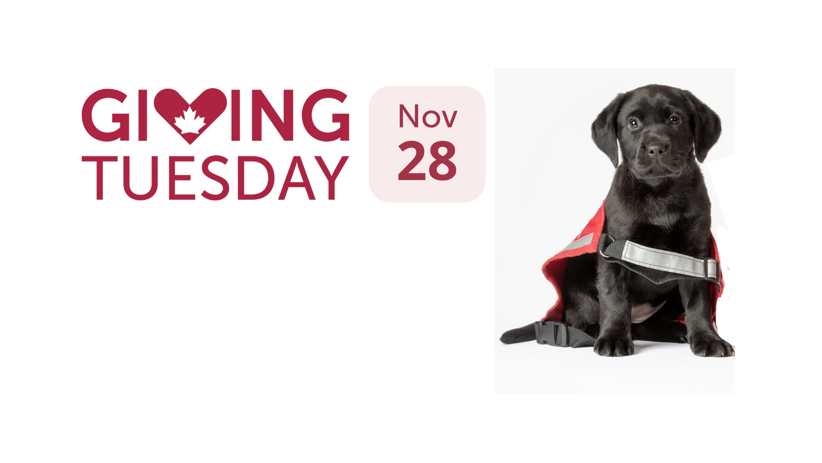 Giving Tuesday - Lions Foundation of Canada Dog Guides