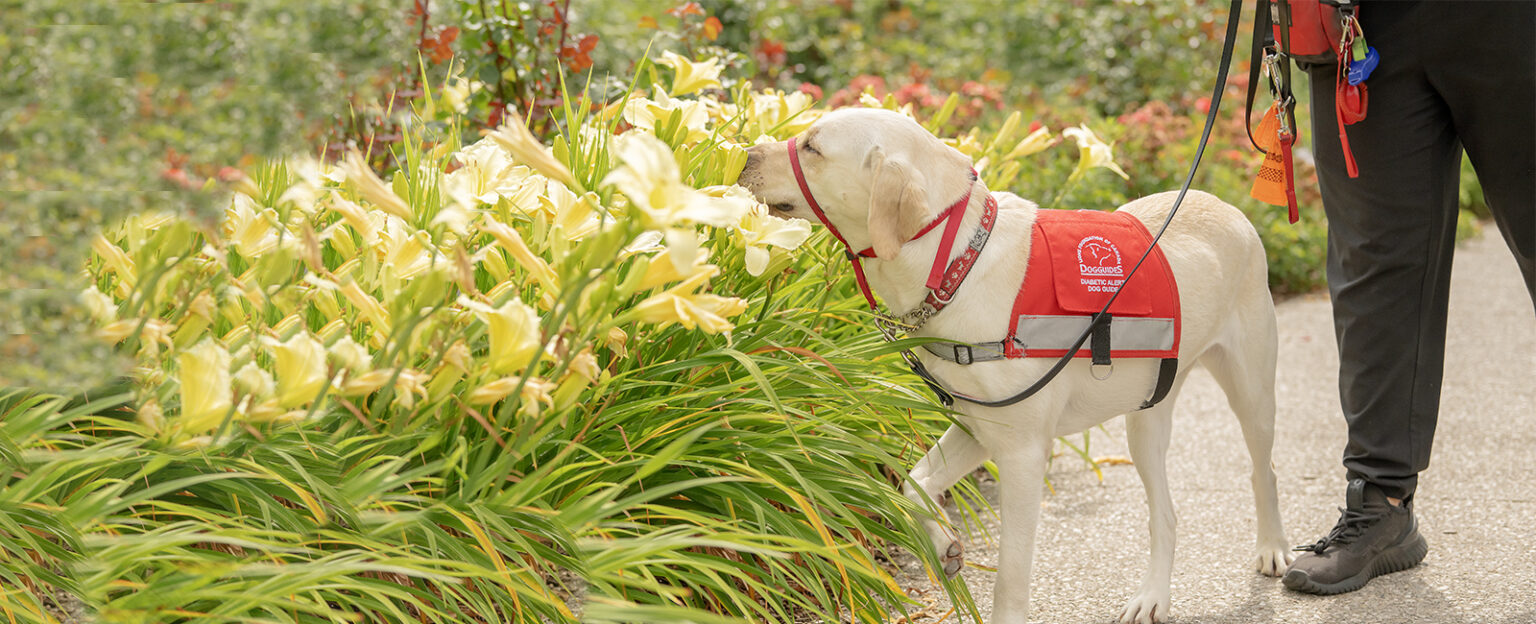 Diabetes Alert Dog Guide Transitional Home Program - Lions Foundation ...